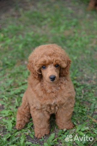 Щенок той пуделя