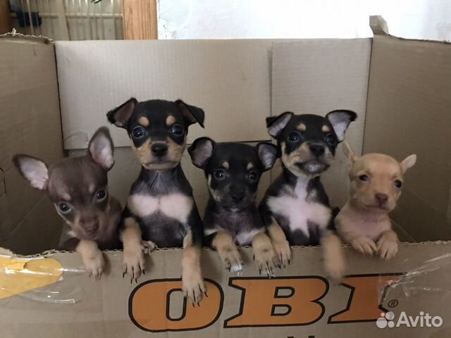 Той-терьеры не как у всех)