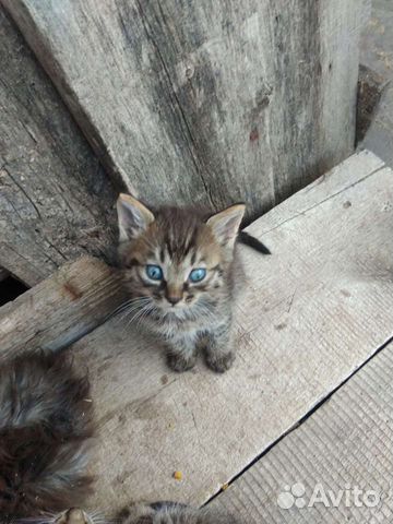 Котятки