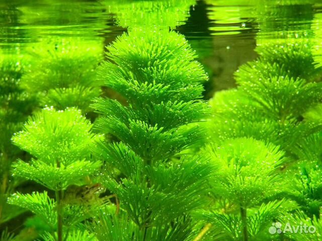 Кабомба каролинская аквариумное растение