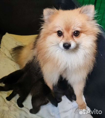 Щенки Померанский шпиц