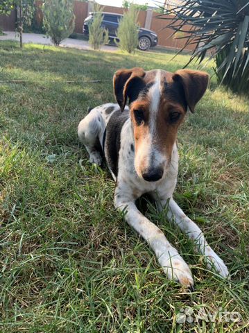 Вязка Fox-терьер