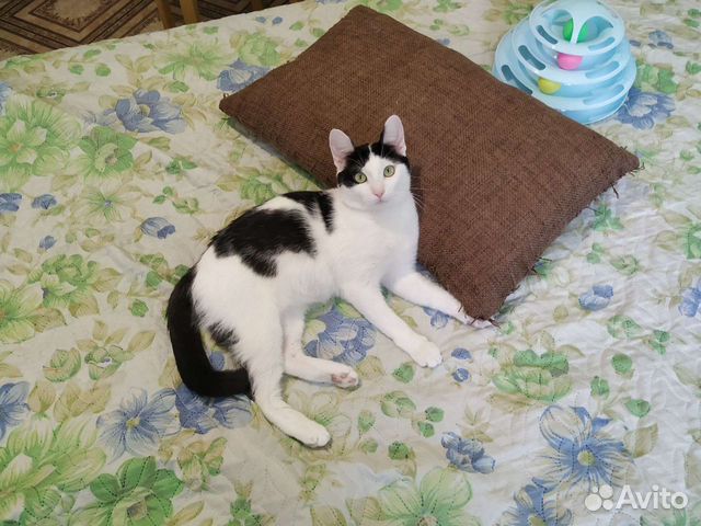 Подросток котенок в поиске семьи и дома