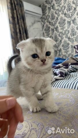 Вислоухая серебрянная шиншила