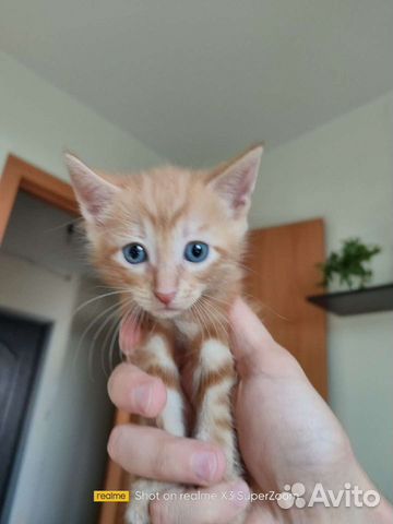 1 кот 2 кошечки