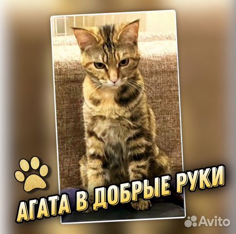 Агата в добрые руки