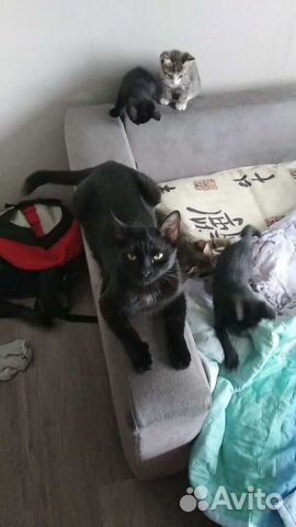 Котята даром