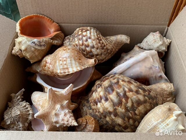 Ракушка карибского бассейна в ассортименте