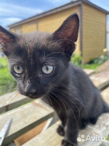 Отдам бесплатно