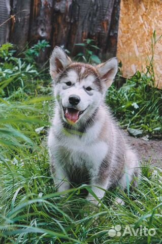 Аляскинский маламут (кобель)