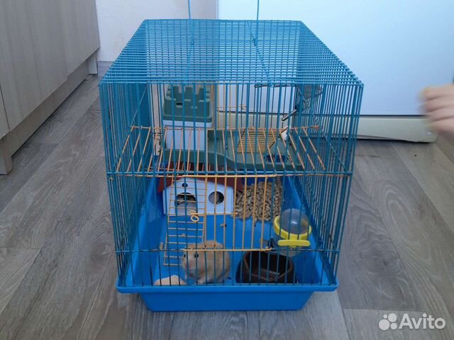 Серийские хомяки