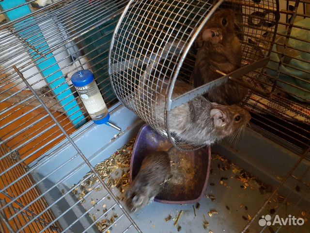 Чилийские белки