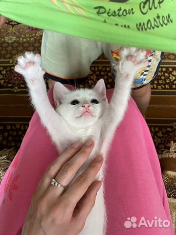 Отдадим котят в добрые заботливые ручки