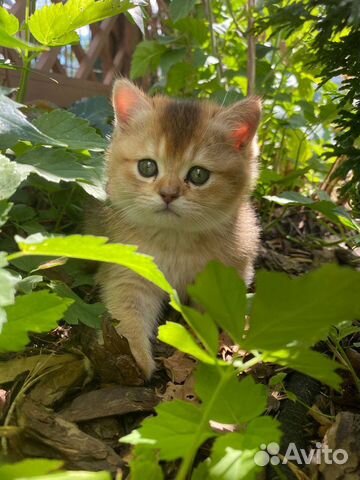 Британский котенок