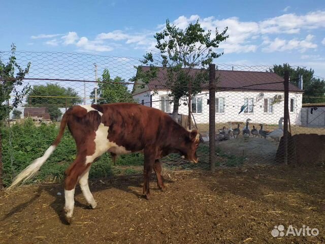 Телята бычки