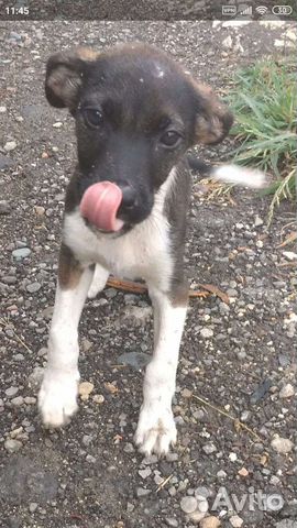 Собака в добрые руки щенок