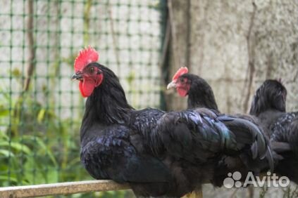 Cинь-синь-дянь курочки, петушки