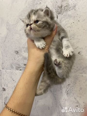 Экзотические котята