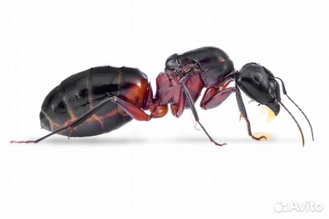 Муравьи Camponotus ligniperda