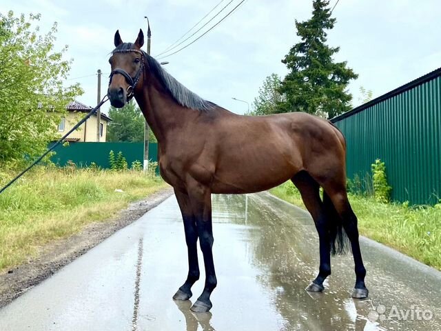 Жеребец чистокровный, импорт (Дания)