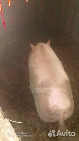 Поросенок ландрас