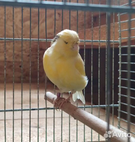 Глостер канарейка