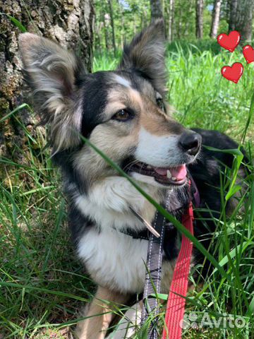 Ласковая Моника в добрые руки