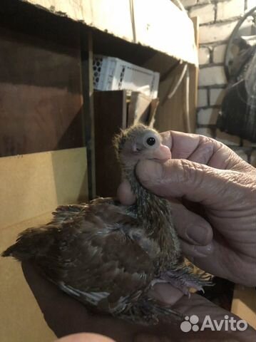 Продаются голуби: пакистанские, иранские и узбекск