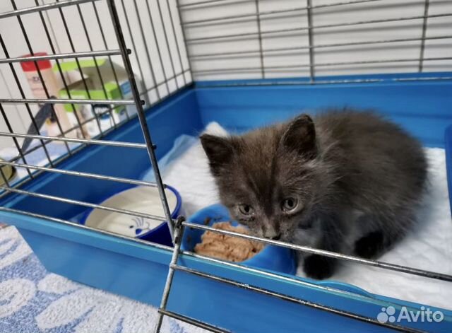 Котенок Смоки ищет дом
