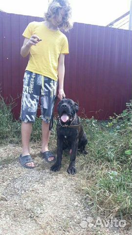 Кане корсо подросток