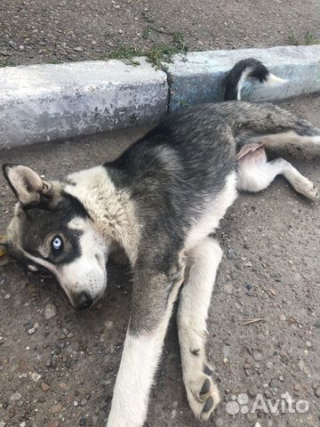 Собака ждёт своих хозяев