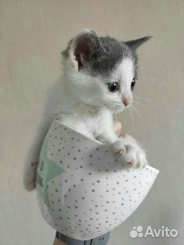 Малыши ищут дом