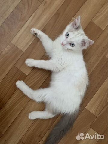 Отдам котенка