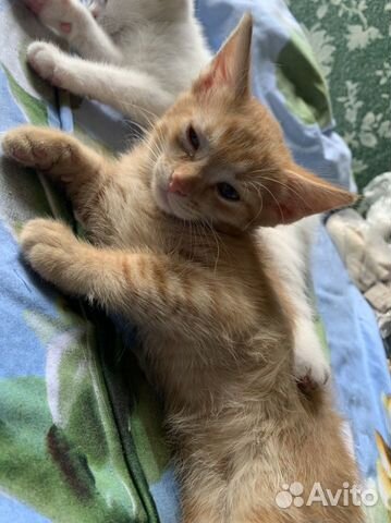 Котята в добрые руки