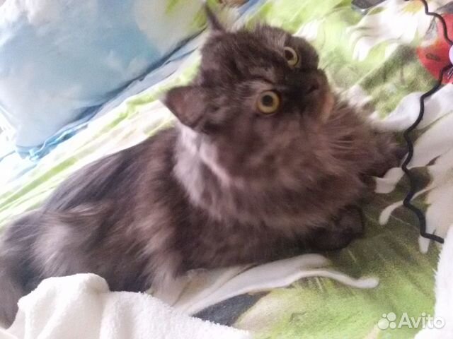 Персидская кошка в добрые руки бесплатно