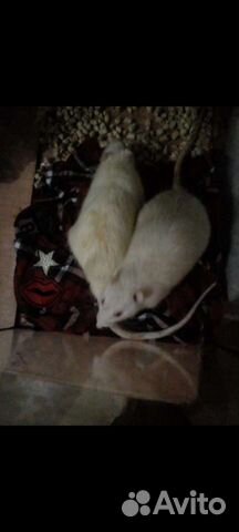 Декоративная крыса