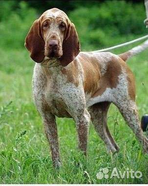 Собака Бракко Итальяно кобель продаётся