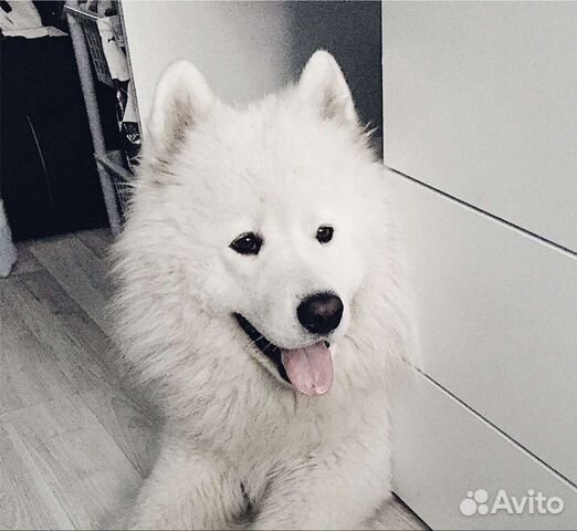 Самоед (М) на случку, вязку