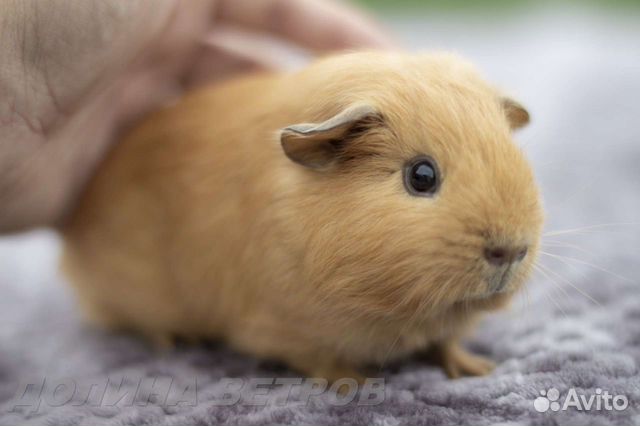 Морская свинка крем панда