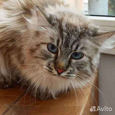 Невский маскарадный кот