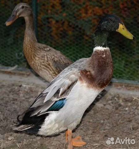 Утки индийский бегунок
