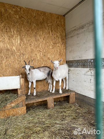 Зааненская коза и Альпийская коза 1 год беременная