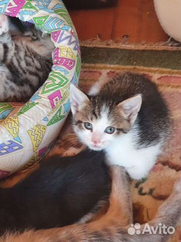 Котенок ищет дом