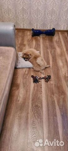 Немецкий шпиц