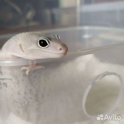 Эублефар Mack Snow Blizzard