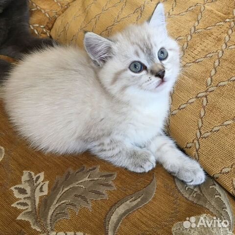 Плюшевая британка
