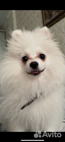 Отдам в хорошие руки собаку