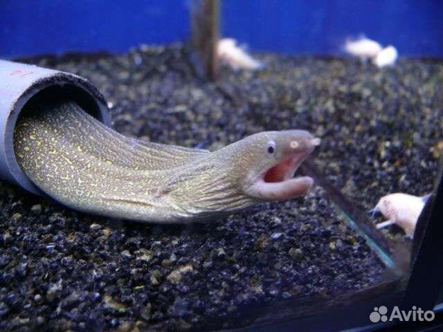 Мурена пресноводная / мурена индийская / мурена гр