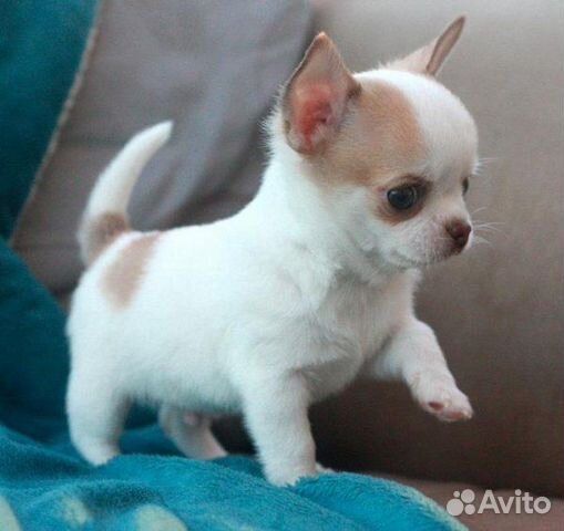 Щенки чихуа хуа мальчик и девочка