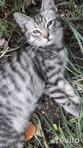 Котенок от Британки